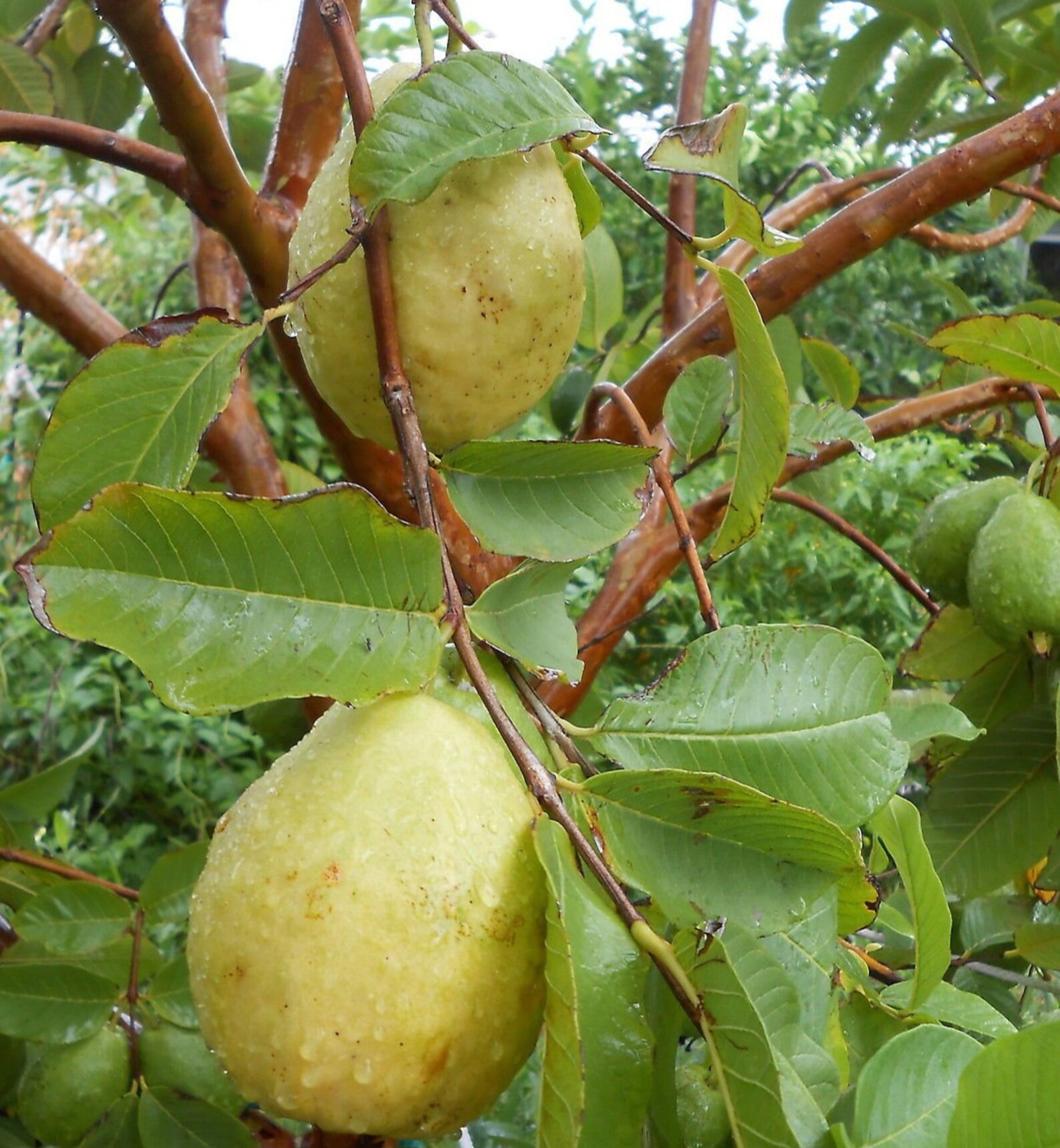 Guayaba Pera Blanca (guava White Pear) (PSIDIUM Guajava)live Fruit Tree ...