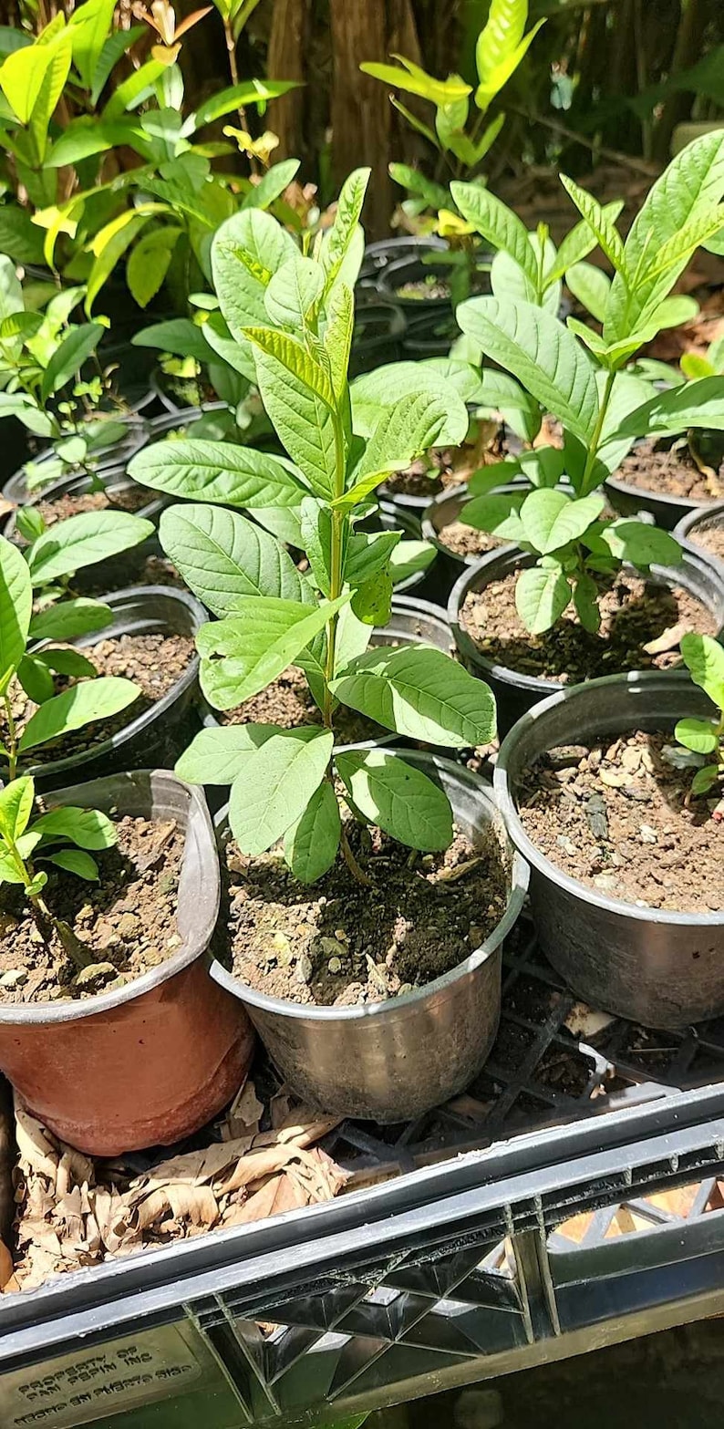Guayaba Pera Blanca (guava White Pear) (PSIDIUM Guajava)live Fruit Tree ...