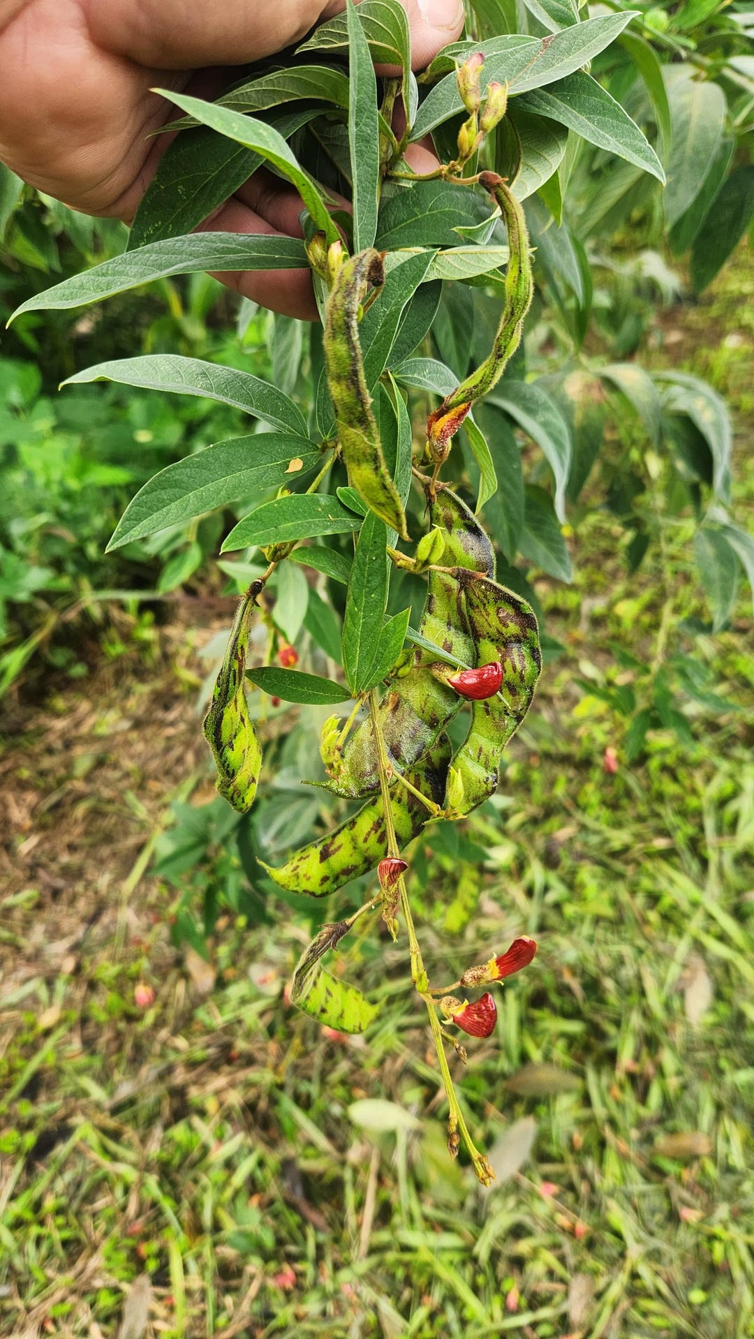 Guandú, Frijol De Palo,frijolillo,frijol Chícharo, Palo De Gandules O ...