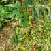 Gandules: Pigeon Pea Shrubby Legume Seeds - Etsy