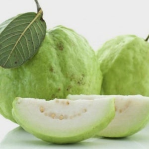 Guayaba Pera Blanca (guava White Pear) (PSIDIUM Guajava)live Fruit Tree ...