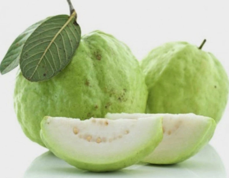 Guayaba Pera Blanca (guava White Pear) (PSIDIUM Guajava)live Fruit Tree ...