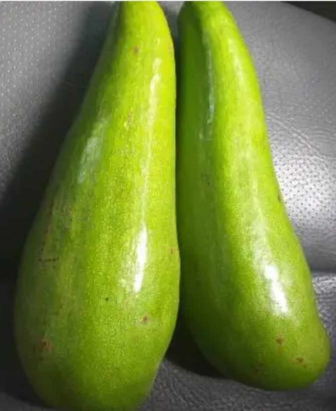 Wilson Popenoe Avocado Tree: Fast Fruiting, Disease Resistant - Etsy