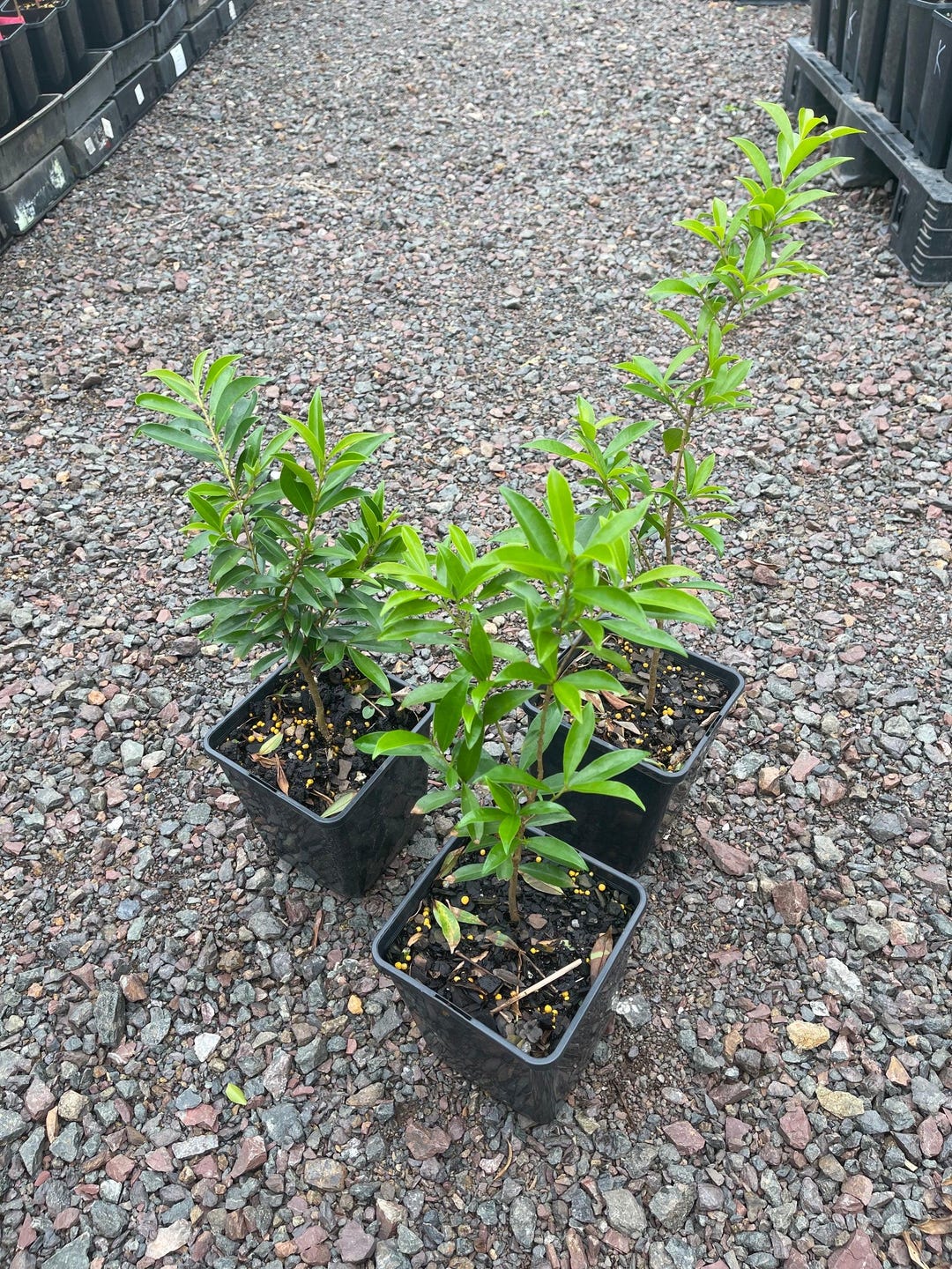 Cherry Rio Grande” Eugenia Involucrata” Live Fruit Tree 12”-24 - Etsy