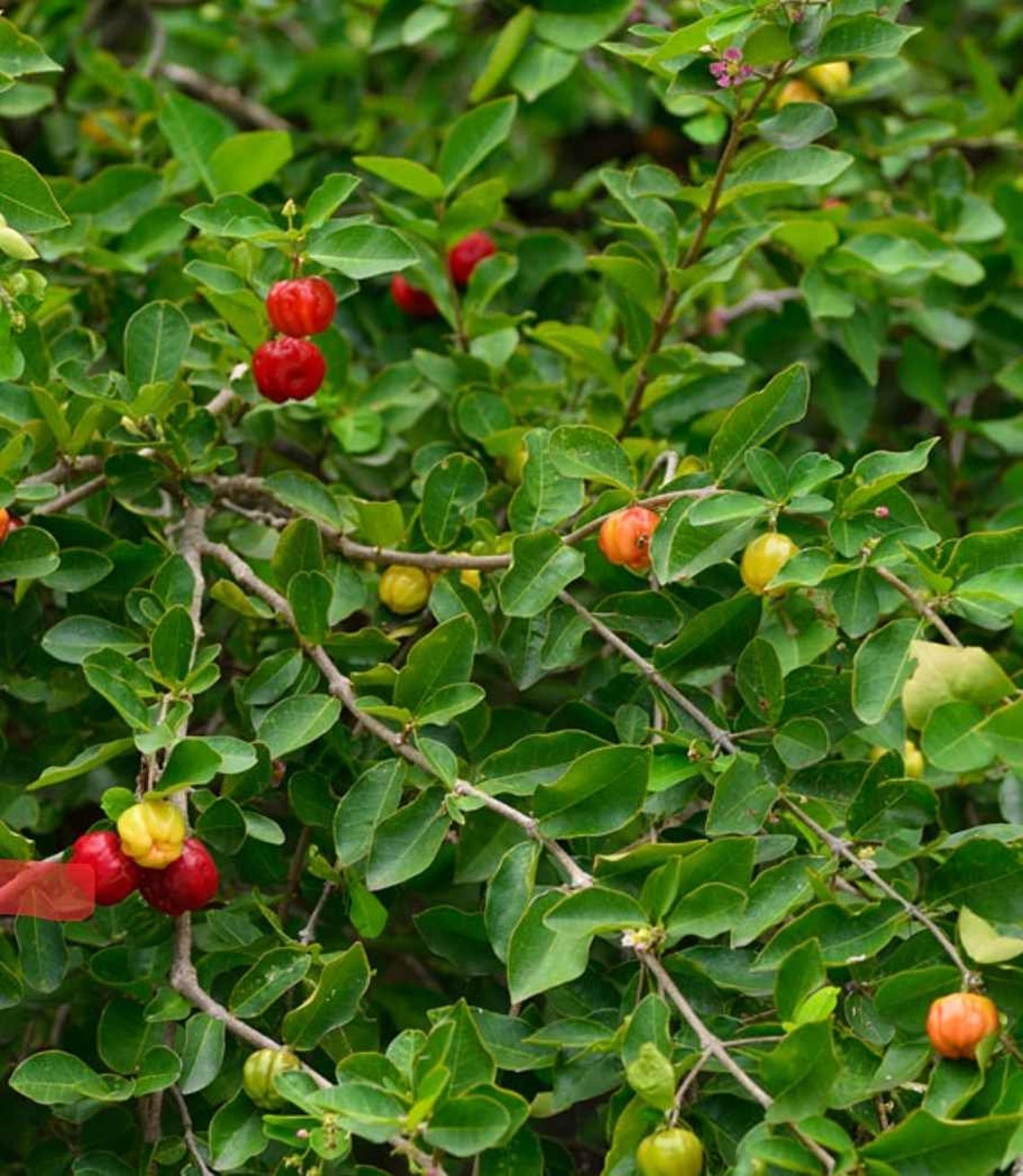 Big Barbados Cherry Live Fruit Tree (malpighia Emarginata). (acerola ...