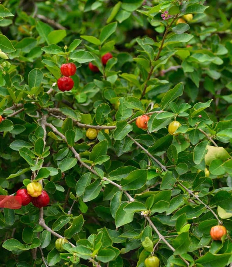 Big Barbados Cherry Live Fruit Tree (malpighia Emarginata). (acerola ...