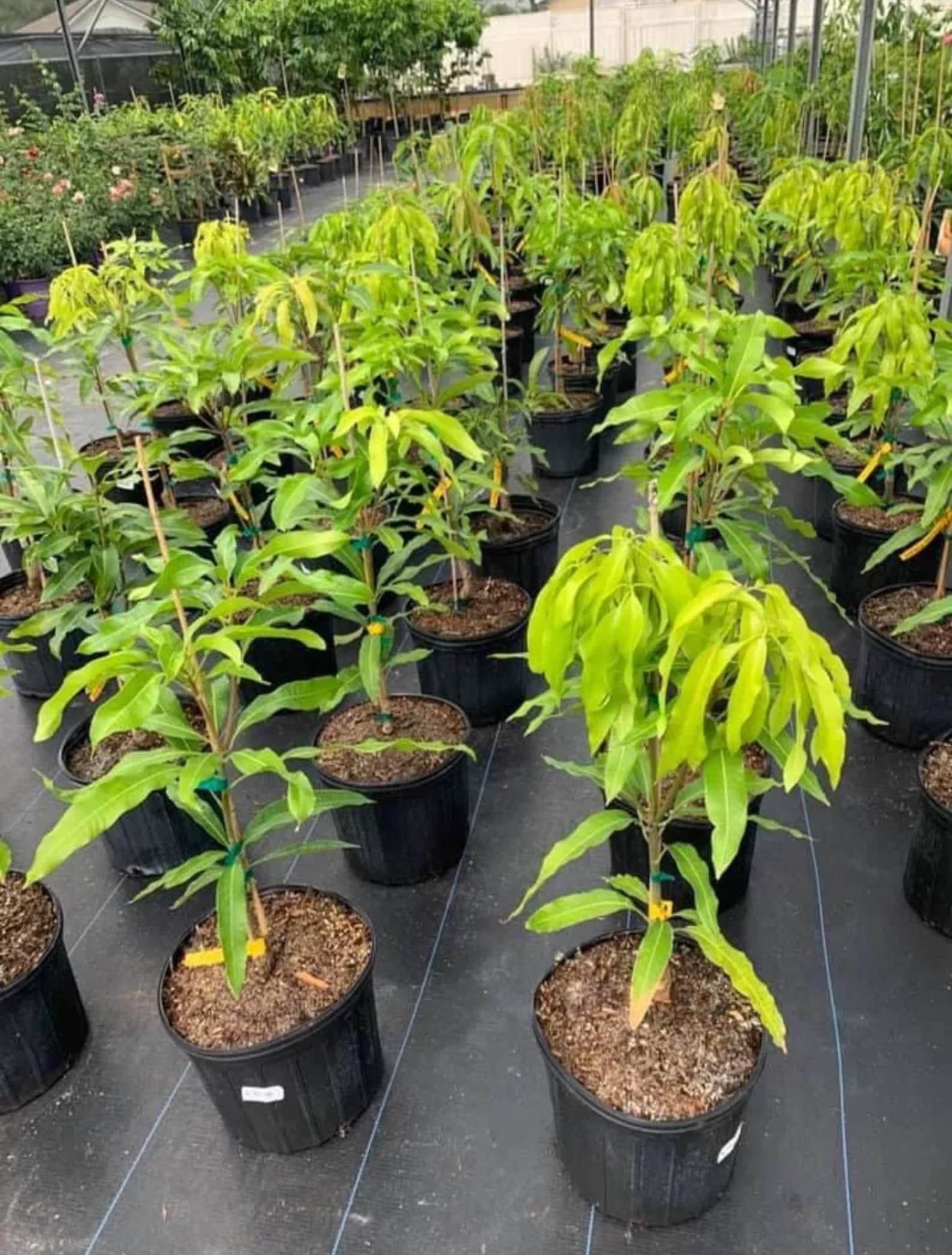 Giant Grafted Mango Julie Live Fruit Tree (3-4ft) Mangifera Indica ...