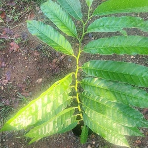 Red Heart Custard Apple Tree: Exotic Annona Squamosa Live Fruit Tree ...