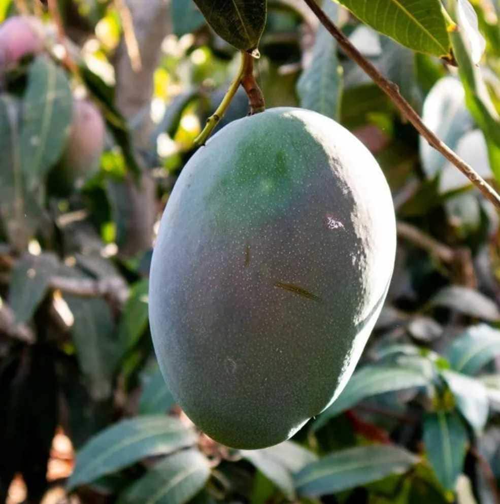 Seedling Keitt Mango(manglifera) Live Fruit Tropical Tree 1ft - Etsy