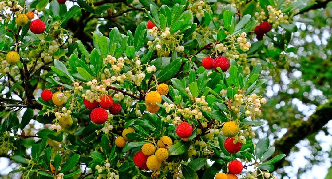 Big MADROÑO Live Frui Tree /arbutusunedo/ Strawberry Tree 2ft to 3ft - Etsy