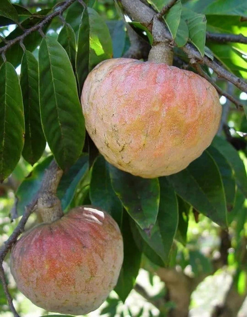 Red Heart Custard Apple Tree: Exotic Annona Squamosa Live Fruit Tree ...