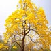 Yellow Oak Tree: Quercus Muehlenbergii, Golden Fall Foliage (12-18 Inch ...