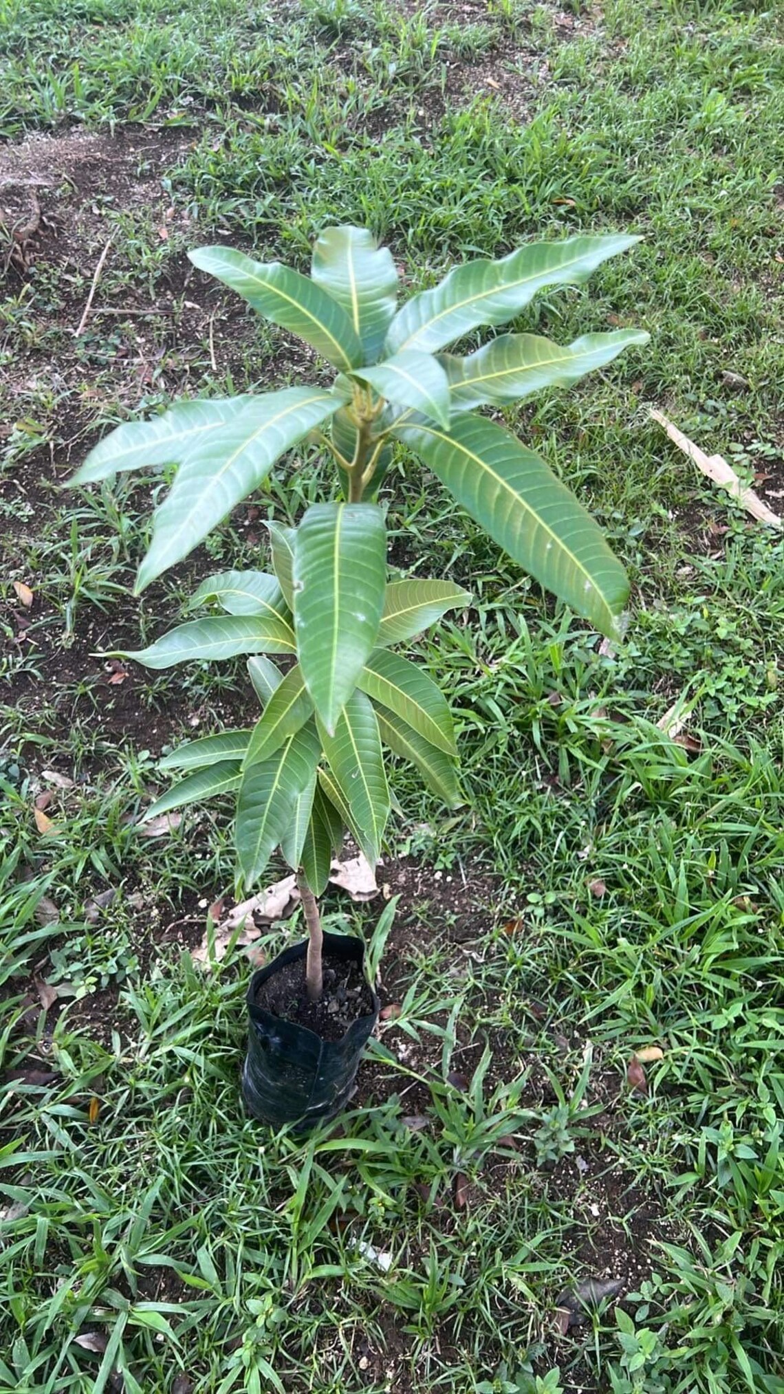 Giant Grafted Mango Haden (mangifera Indica) 3-4ft Live Fruit Tree ...
