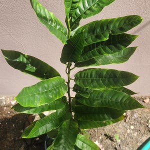 Rollinia (mucosa) Live Fruit Tree 10inch-20inch - Etsy