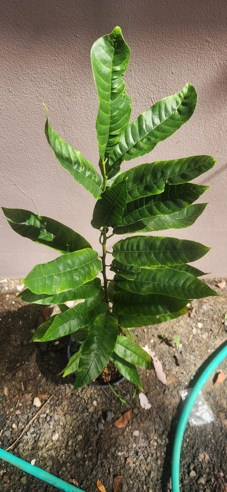 Rollinia (mucosa) Live Fruit Tree 10inch-20inch - Etsy