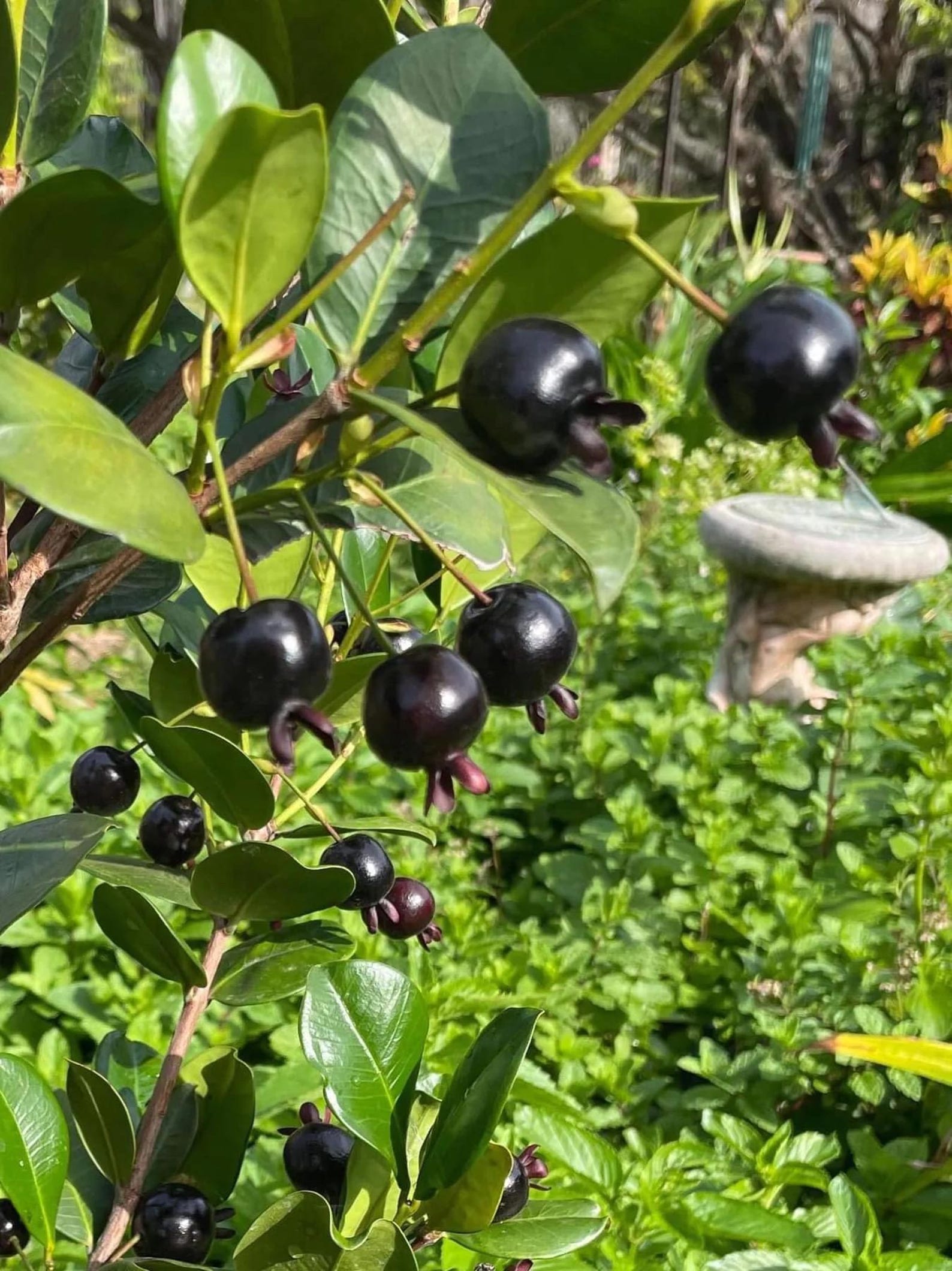 Big Grumichama/ Eugenia Brasiliensis/ Live Tropical Fruit Tree (2-3ft ...