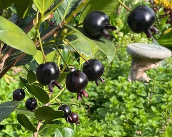 Grumichama Grumixama Eugenia Brasiliensis Brazilian Cherry Tropical ...