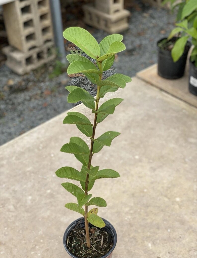 Old Giant Ruby Supreme Guava( Psidium Guajava) Guayaba Live Fruit Tree ...