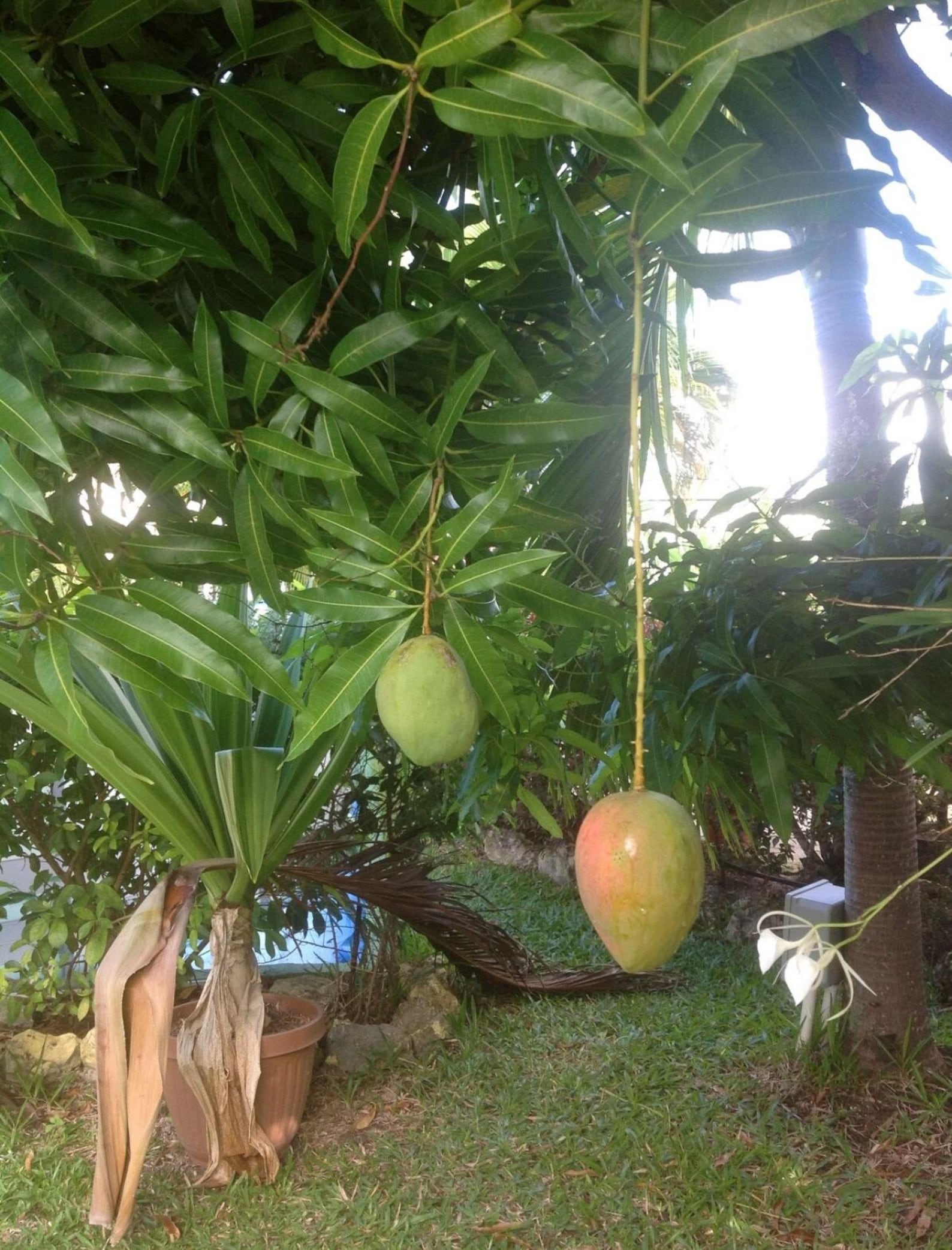 Grafted Ice Cream Mango Tree: Tropical Fruit, Cold Resistant (3-4ft ...