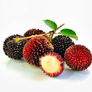 Grafted Pulasan (nephelium Mutabile) Live Fruit Tree 26 Inch-36” Plant ...