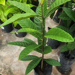 Loquat Live Fruit Tree (10" to 24") - Etsy