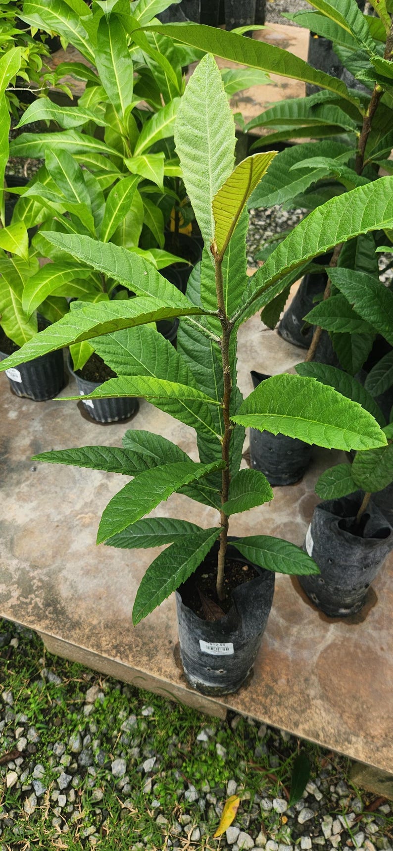 Grafted Loquat ( Níspero Japones Injertdo)golden Nugget) (pepita De Oro ...