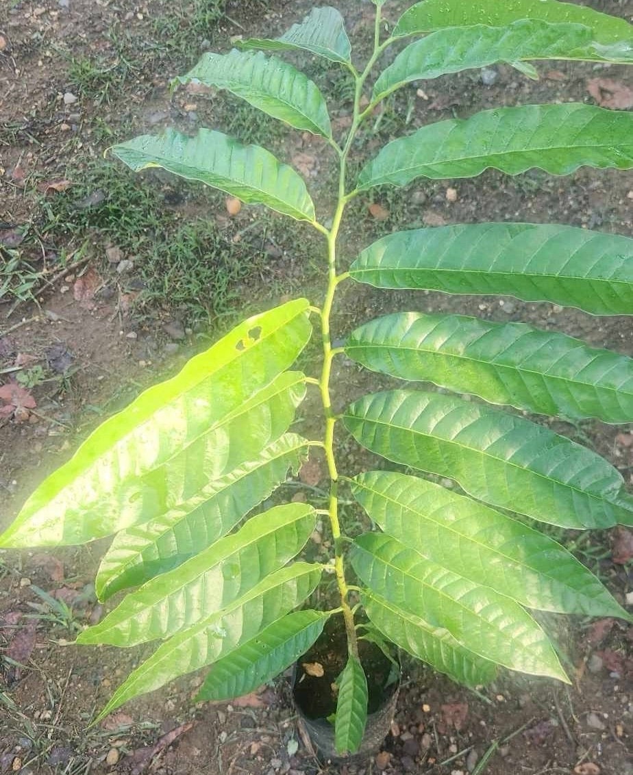 Red Heart Custard Apple Tree: Exotic Annona Squamosa Live Fruit Tree ...