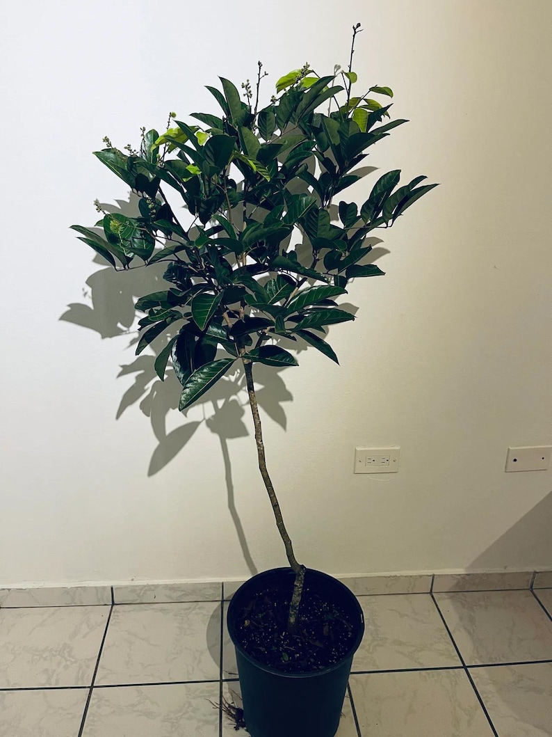 Árbol De Rambután Rojo Alto Tropical (nephelium Lappaceum) Árbol Frutal ...
