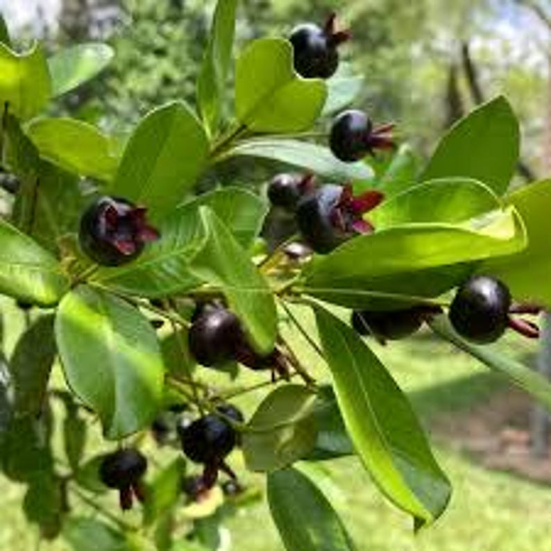 Grumichama/ Eugenia Brasiliensis/ Live Tropical Fruit Tree (10inch ...