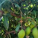 Manila Mango Tree Seedling: Fast-growing, High-yield - Etsy