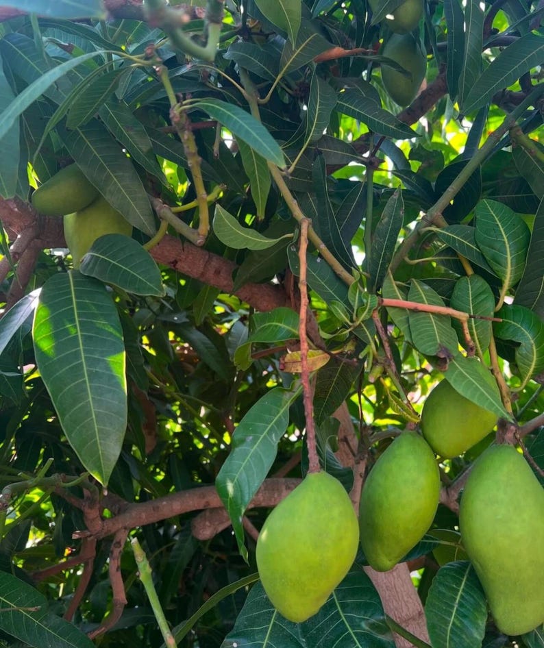 Manila Mango Tree Seedling: Fast-growing, High-yield - Etsy