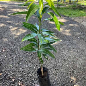 Grafted Ataulfo Mango Tree (3-4ft): Sweet, Fiberless Fruit - Etsy