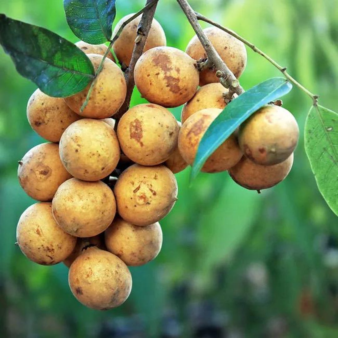 Pitomba Eugenia Luschnathiana Live Tree Fruit 12inch-24inch - Etsy