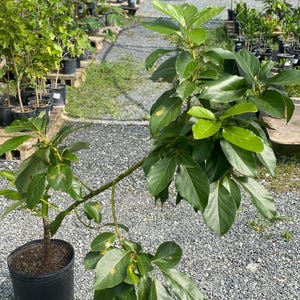 Giant Grafted Tree Avocado CRIOLLO (persea Americana) Live Fruit Tree ...