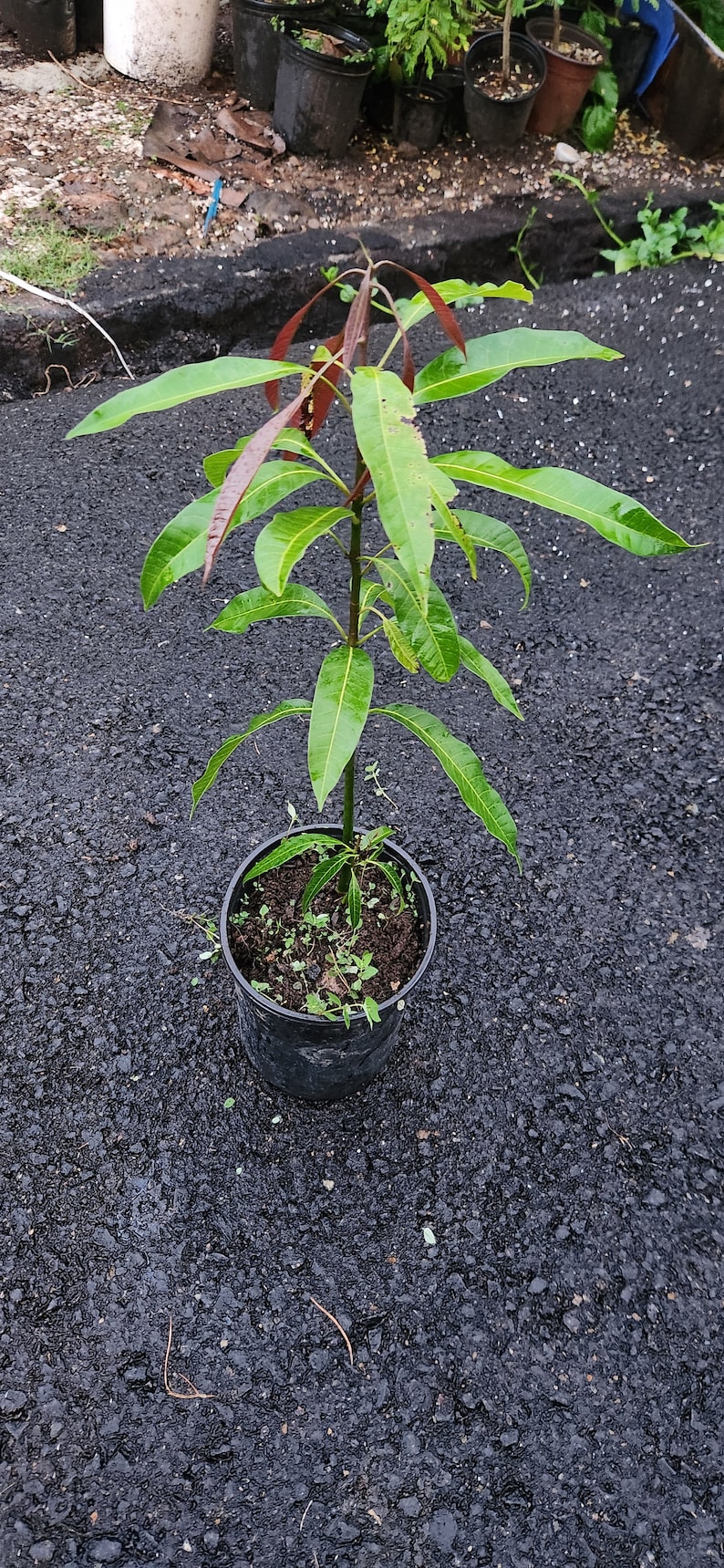 Alphonso Mango Seedling: Live Fruit Tree (12-18 Inch) - Etsy