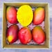 Seedling Palmer Mango Tree: Live Fruit Tree (10-24in) Mangifera Indica ...