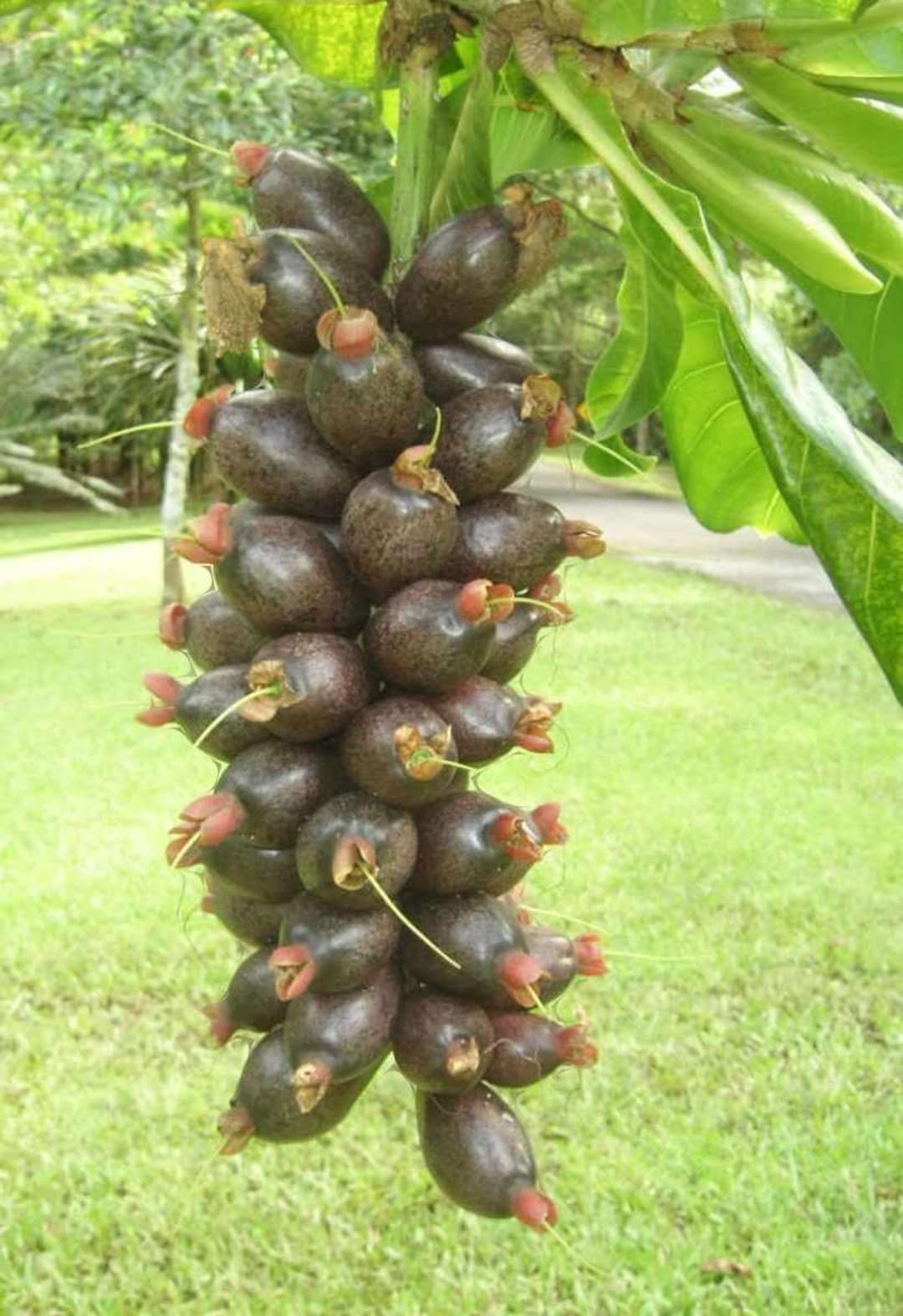 Fiji Nut Tree: Barringtonia Edulis - Tropical Edible Nuts (3-4ft) - Etsy