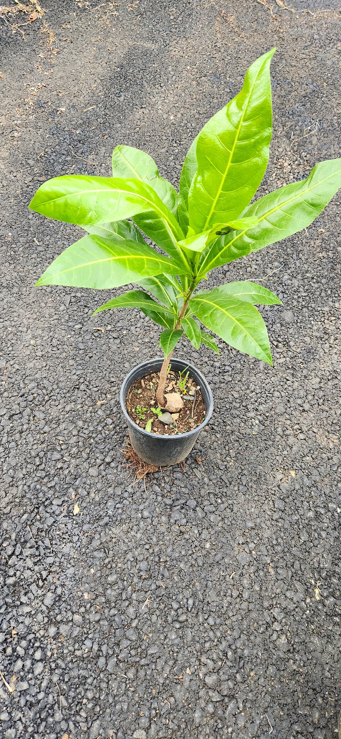 Fiji Nut Tree: Barringtonia Edulis - Tropical Edible Nuts (3-4ft) - Etsy