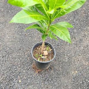 Fiji Nut Tree: Barringtonia Edulis - Tropical Edible Nuts (3-4ft) - Etsy