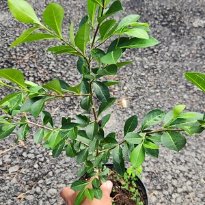 Big Barbados Cherry Live Fruit Tree (malpighia Emarginata). (acerola ...