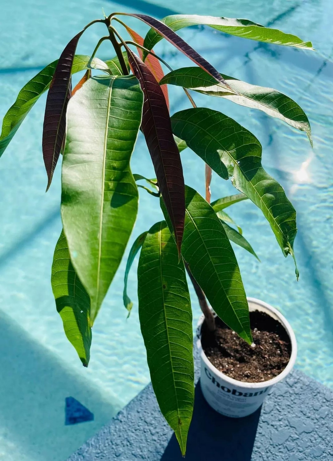 Ataulfo Mango Tree Seedling: Fast-growing, High-yield 12 Inch - Etsy