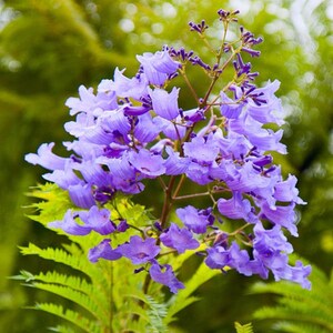 Blue Jacaranda “jacaranda Mimosifolia” Live Flower Tree 1ft-2ft - Etsy