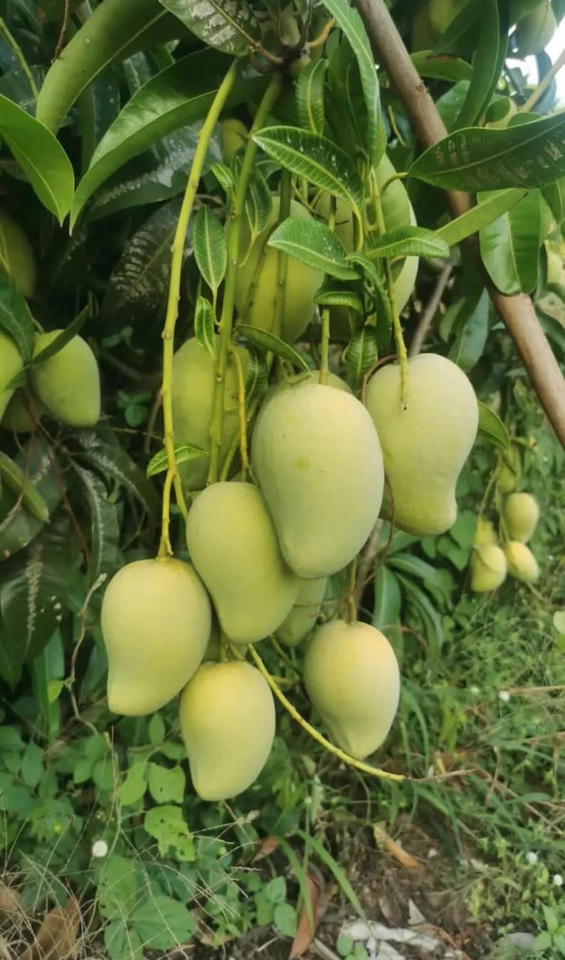 Grafted Ataulfo Mango Live Fruit Tree (2ft) Mangifera Indica Arbol De ...