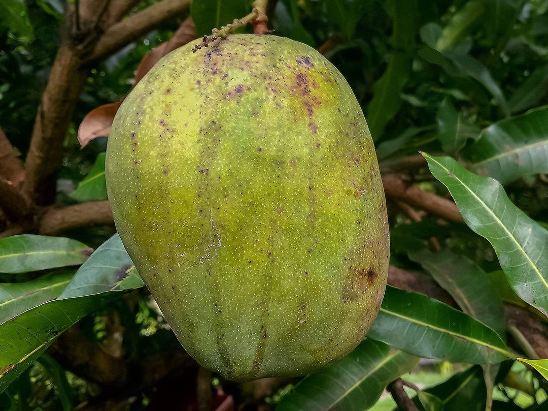 Juliette Mango Tree (grafted, 2ft) - Etsy