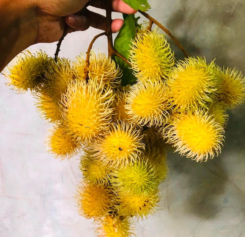 Grafted Yellow Rambutan (nephelium Lappaceum) Live Fruit Tree 2ft - Etsy