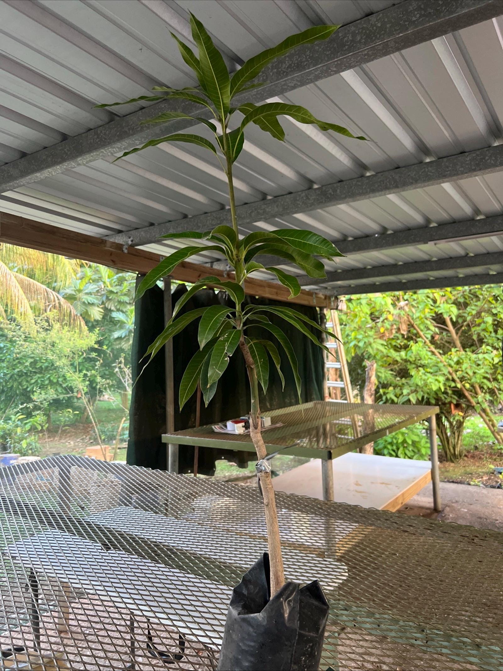 Grafted Nam Doc Mai Mango Tree: Early Fruiting Variety (3-4ft Tall) - Etsy