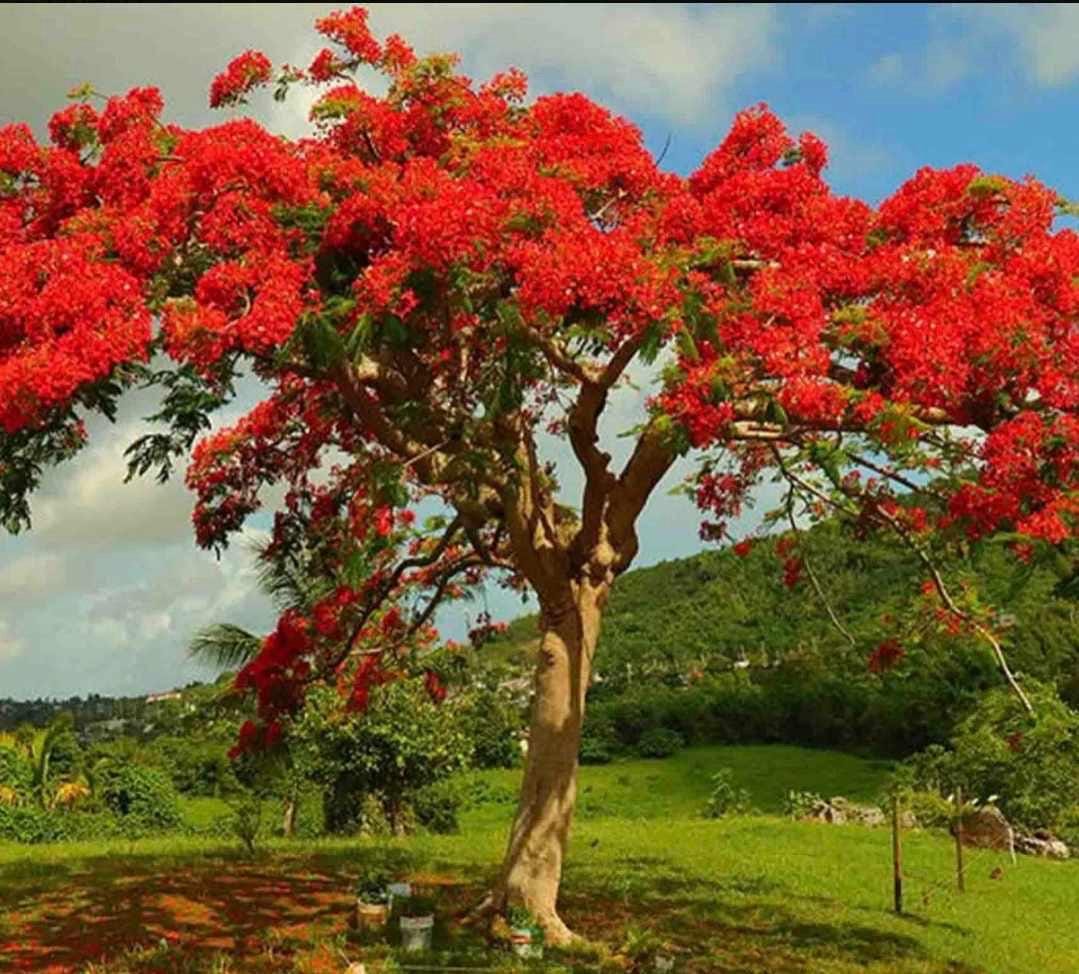 Red Flamboyan Tree /delonix Regia/ Royal Poinciana 2-3ft - Etsy