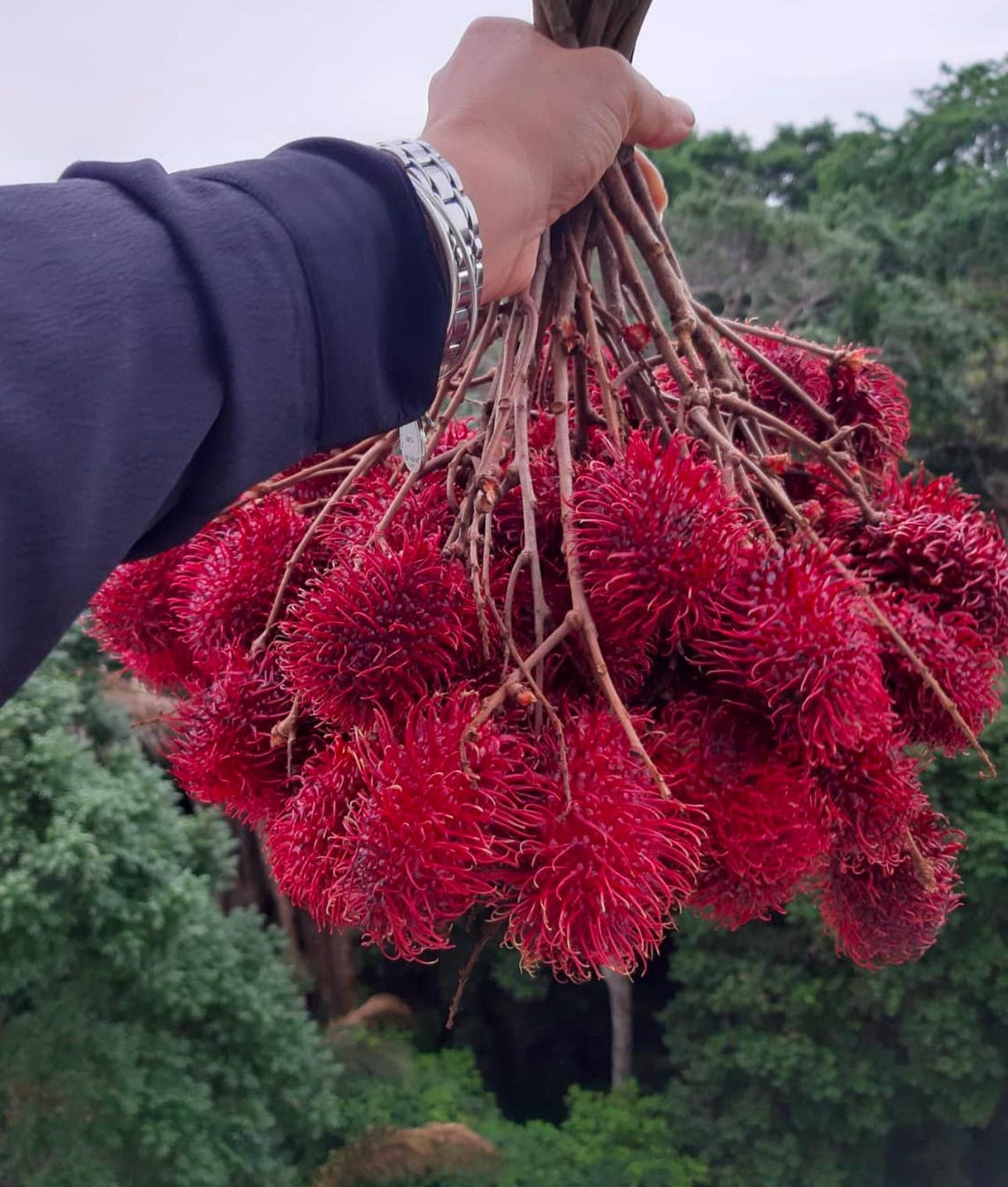 Grafted Red Rambutan Tree Tropical (nephelium Lappaceum) Live Fruit ...