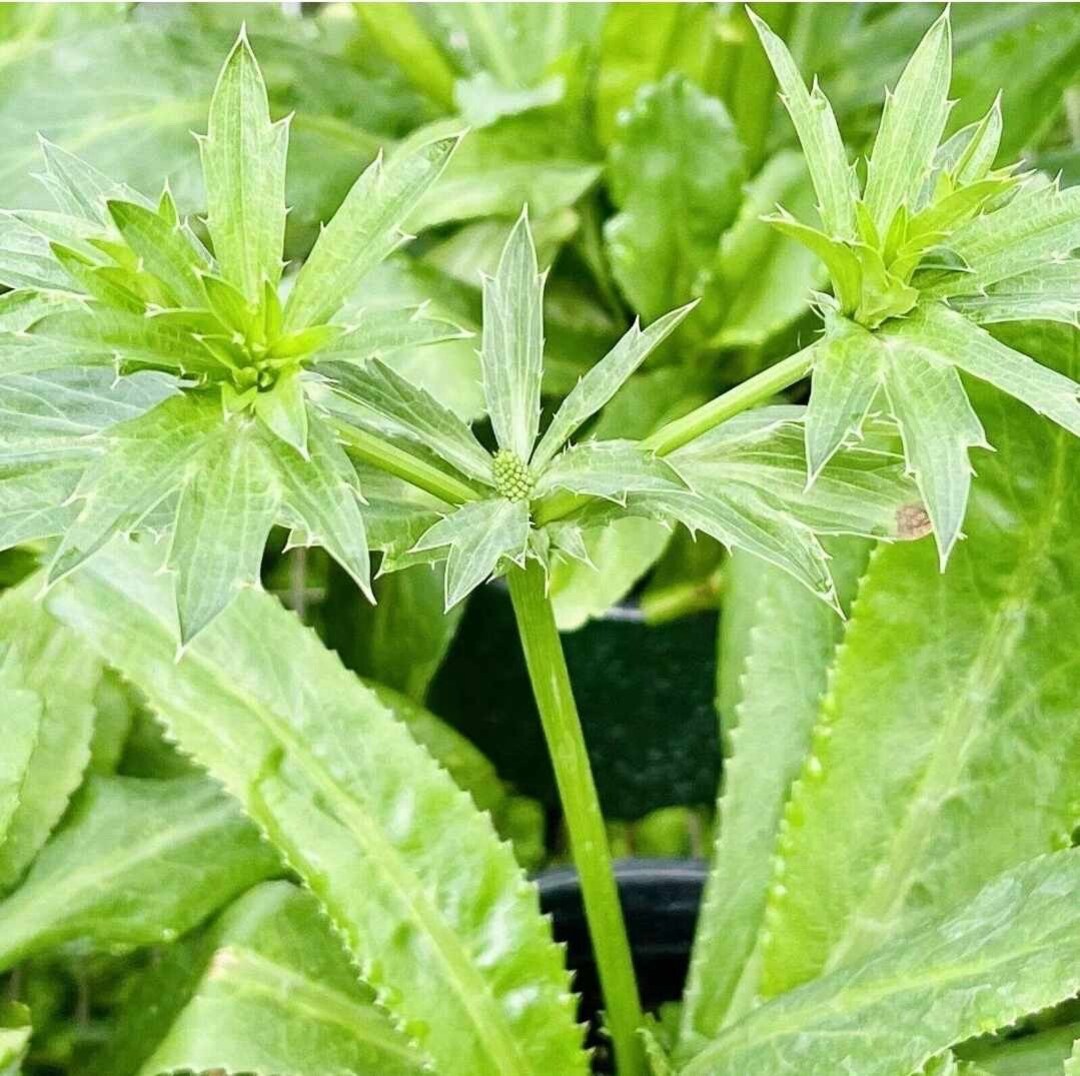 Long Coriander(recao) Culantro (8inch-1ft) - Etsy