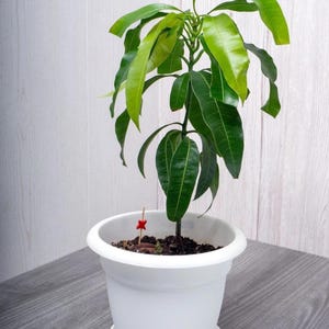 Edward Mango Tree Seedling: Fruit Tree (10-24in) Mangifera Indica - Etsy
